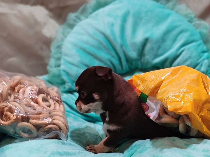 Щенок чихуахуа. Мальчик. Шоколад с подпалом