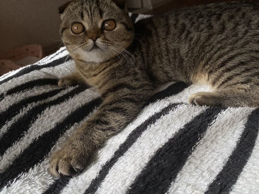 Кошка для вязки