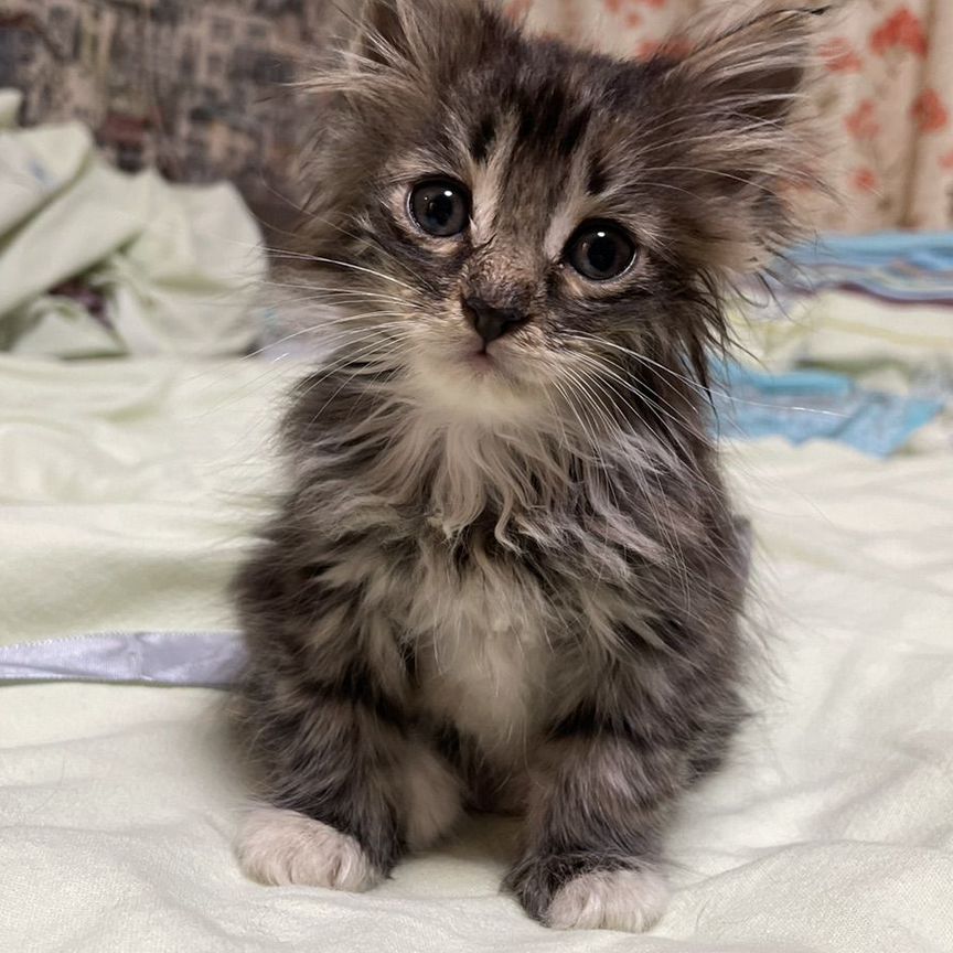 Котёнок в добрые руки