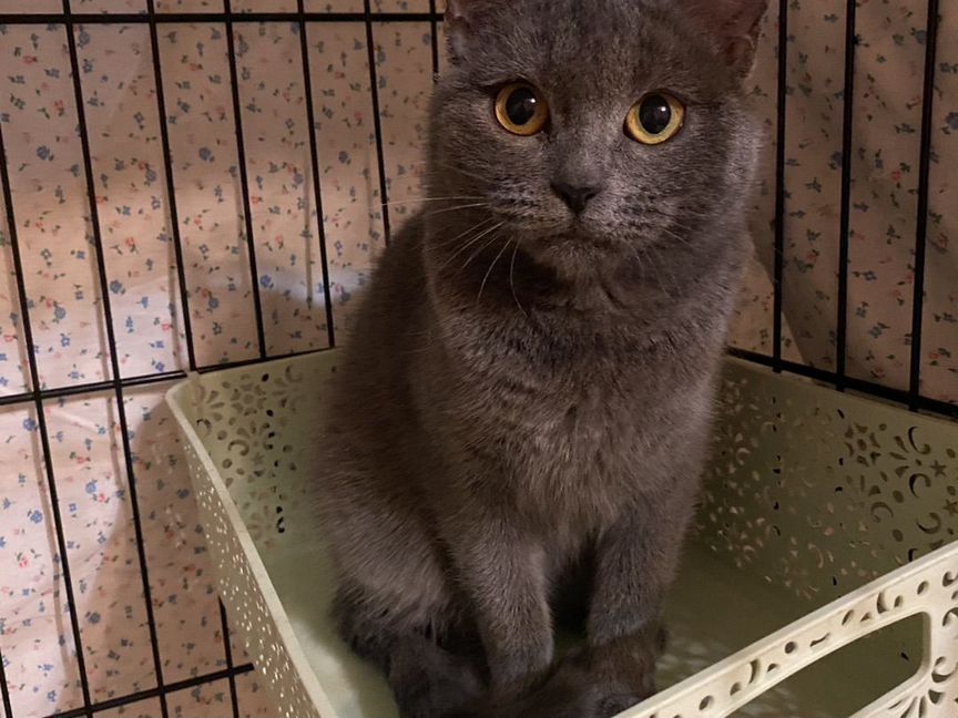 Котенок Луна