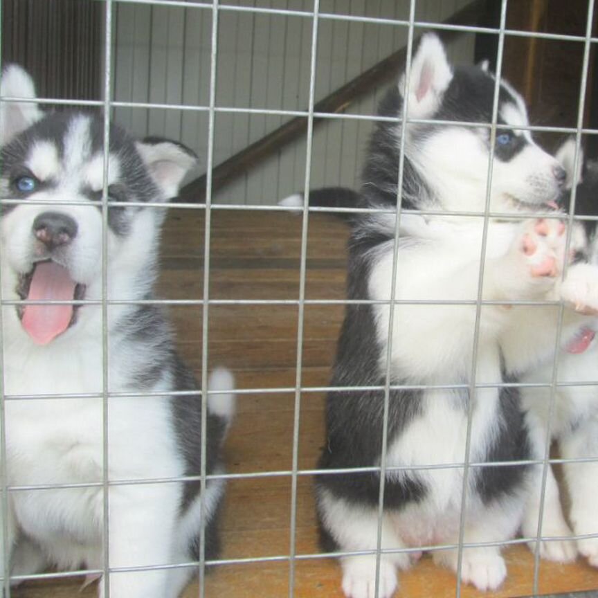 Черно-белые маленькие хаси