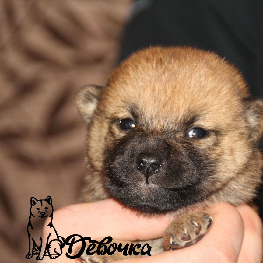Щенки сиба ину