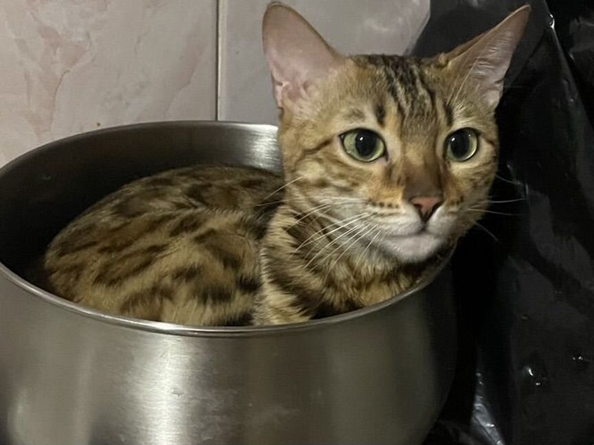 Отдам кошечку в добрые руки порода бенгальская