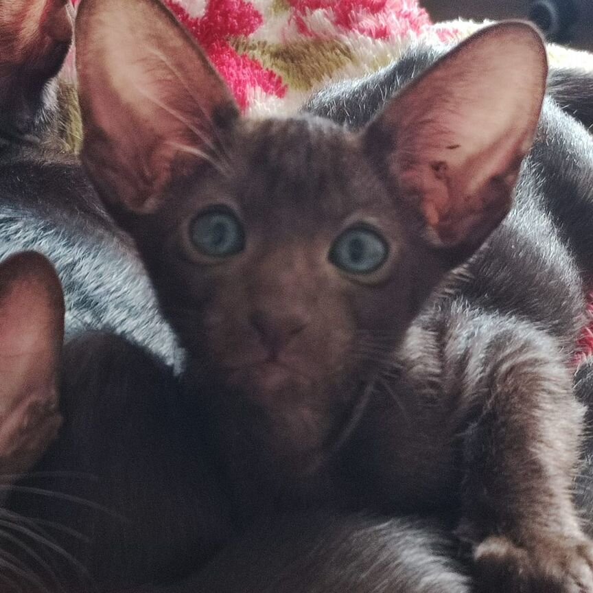 Ориентальные котята