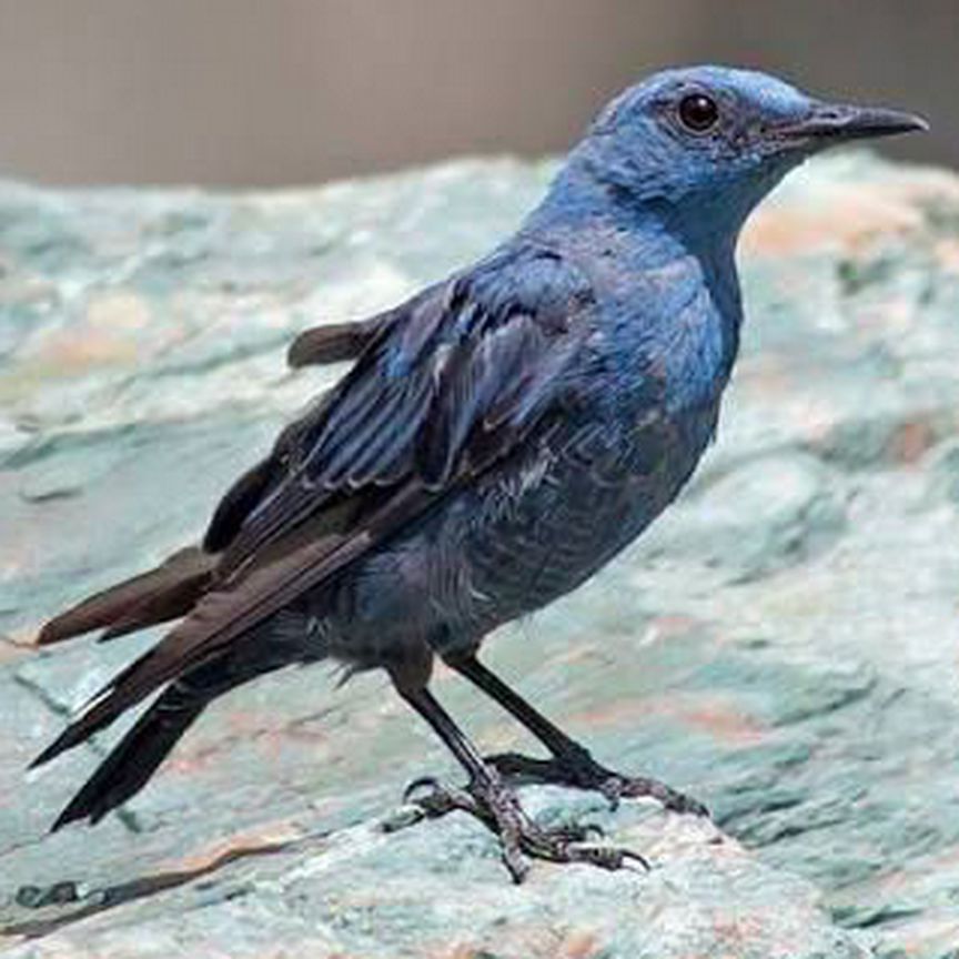 Синий каменный дрозд