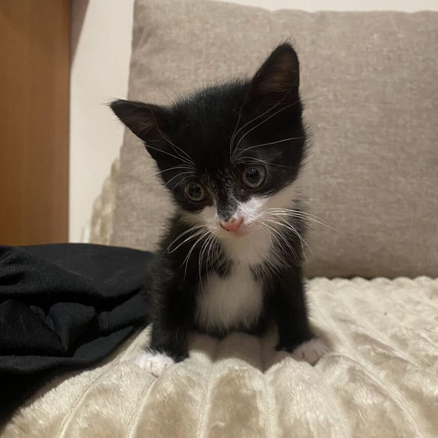 Котенок