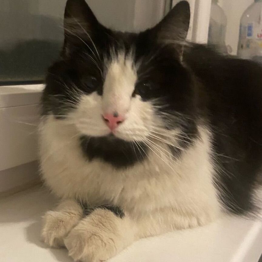 Взрослая, кошка в добрые руки