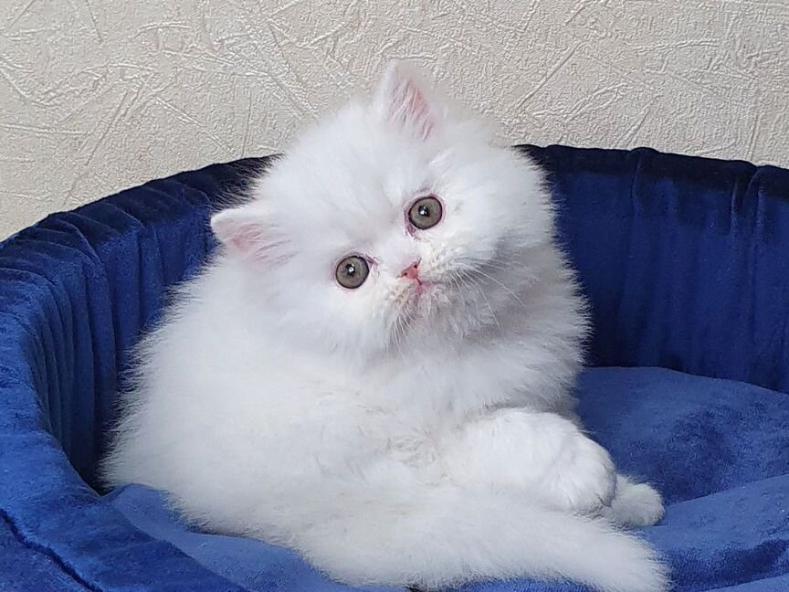 Гарсон ля Неж