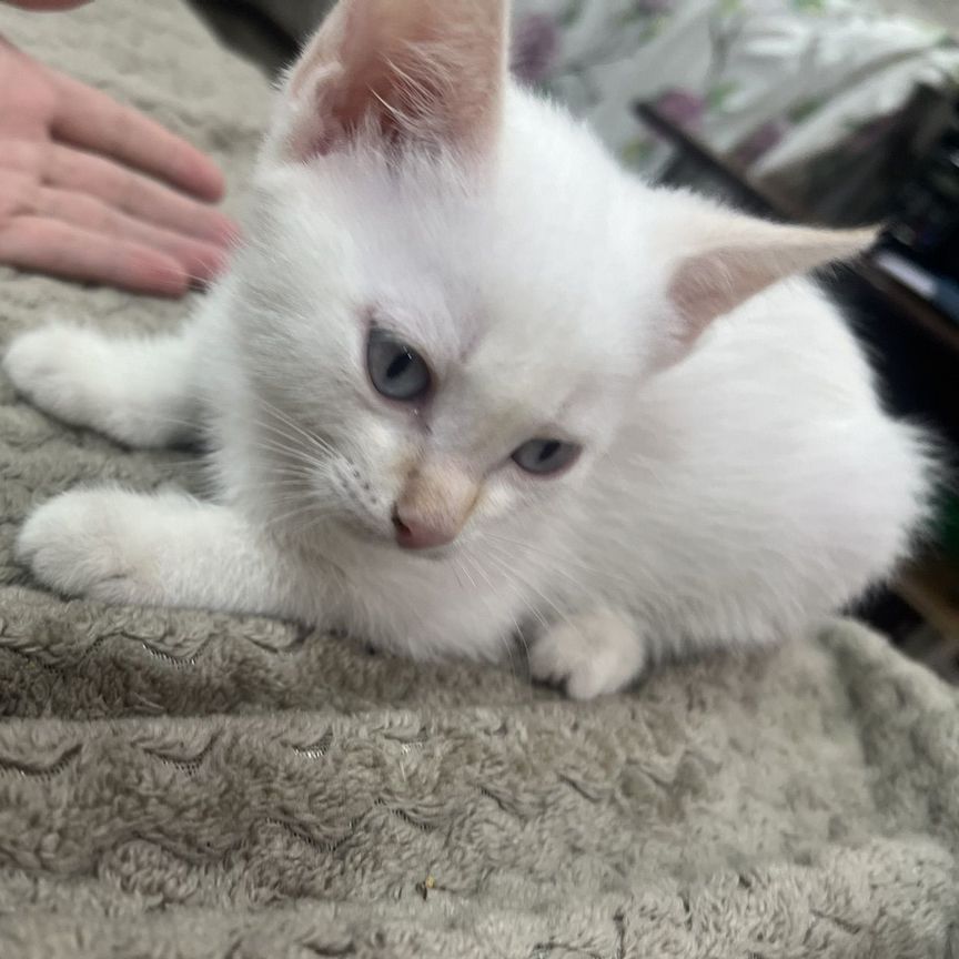 Британский длинношёрстный котёнок