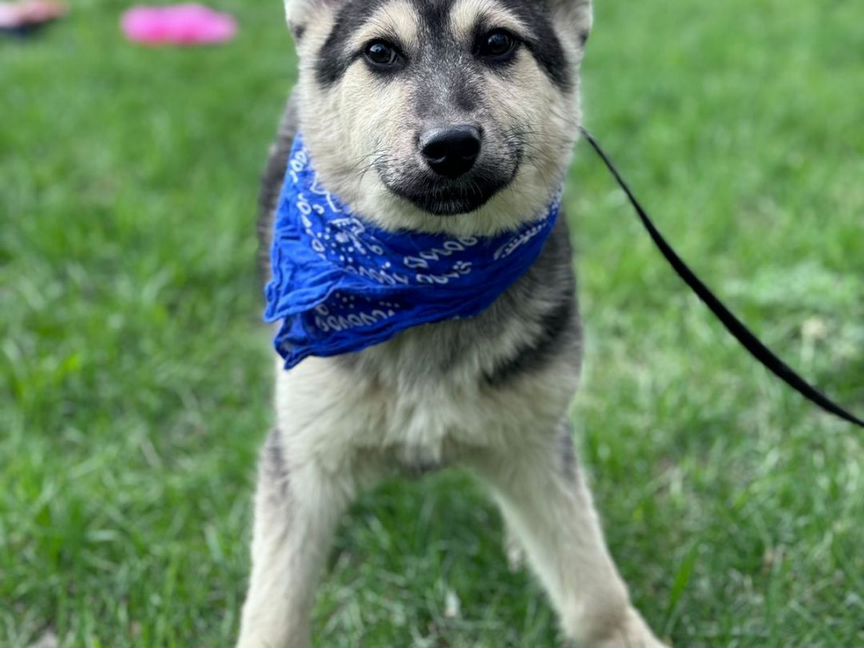 Маленький, Север ищет дом. Помогите