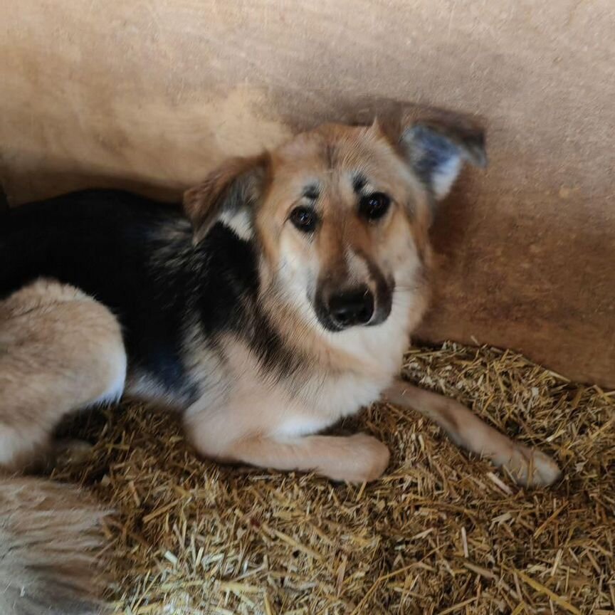 Собака Фиби из приюта в дар