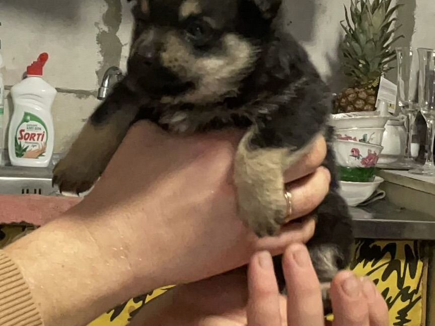 Щенок девочка в добрые руки