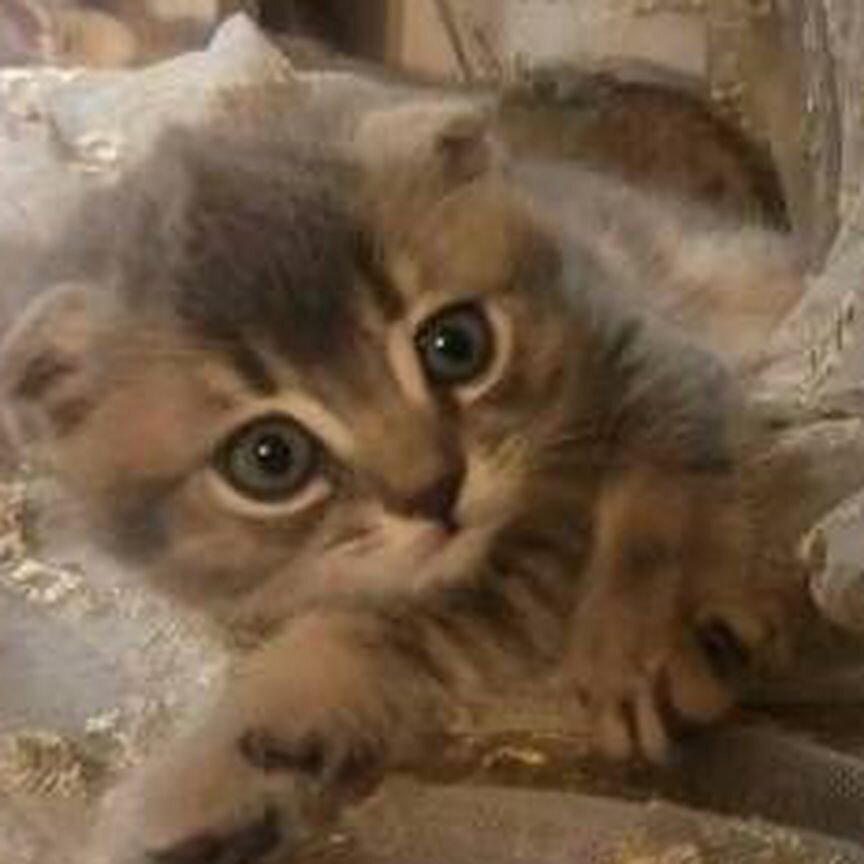 Шотландский прямоухий длинношёрстный котёнок