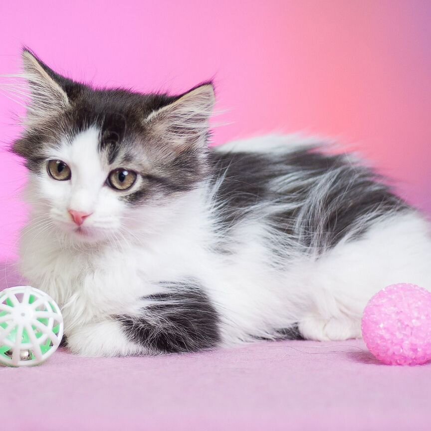 Котенок девочка в добрые руки