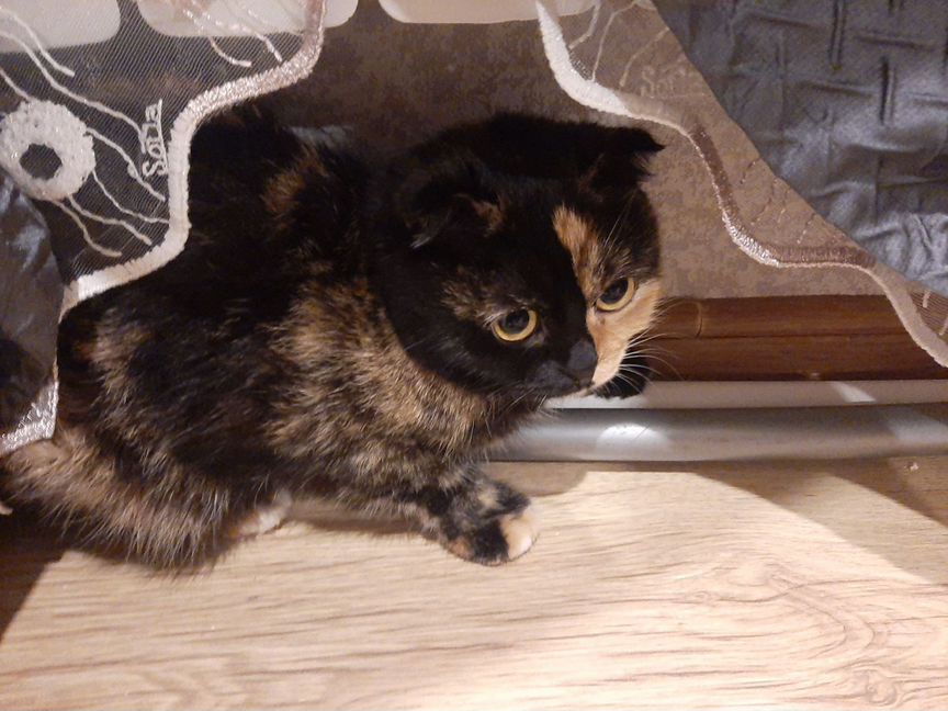 Британская кошка бесплатно