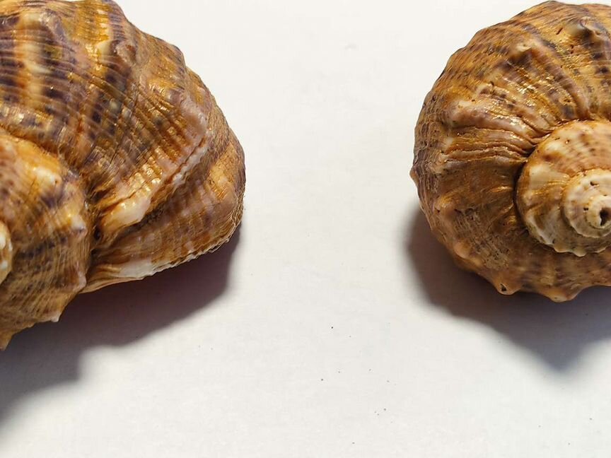 Морские ракушки