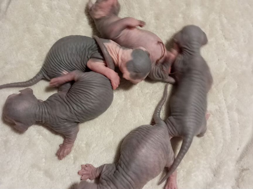 Канадский сфинкс котенок