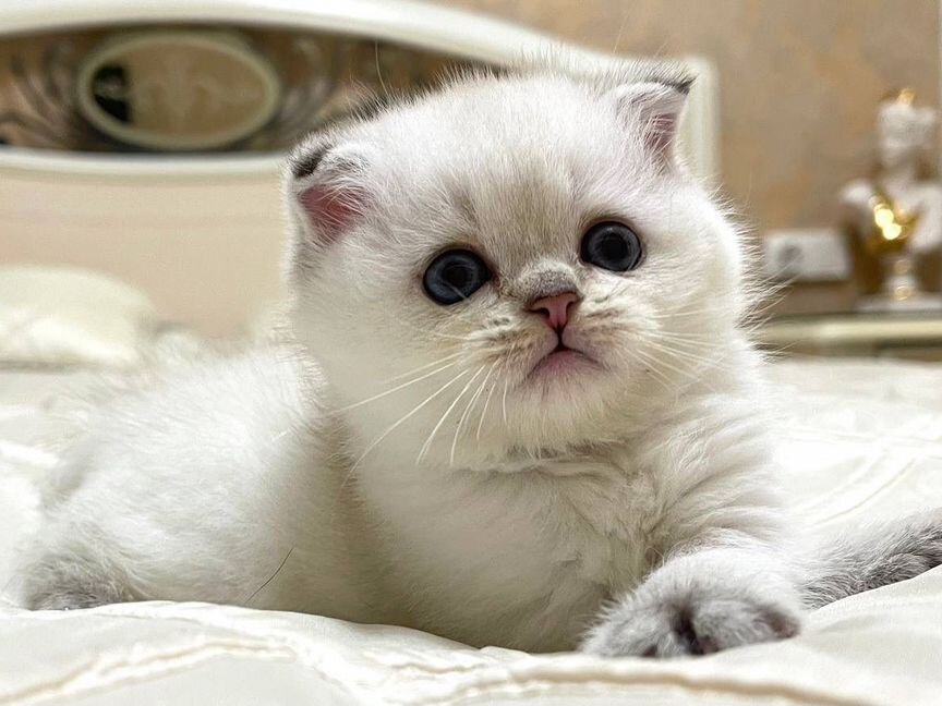 Втслрухий котик Голубоглазый Гималайский окрас