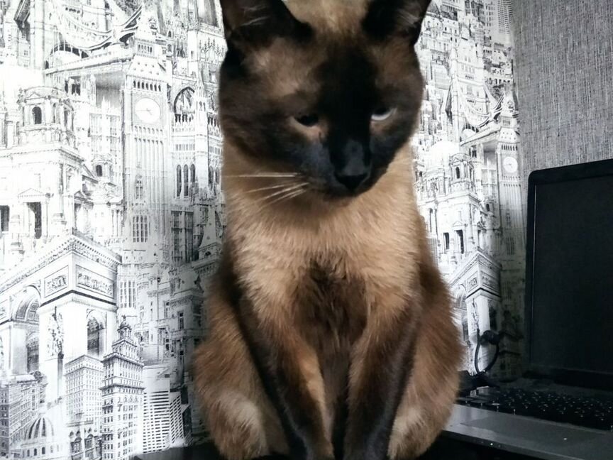 Котик ищет дом