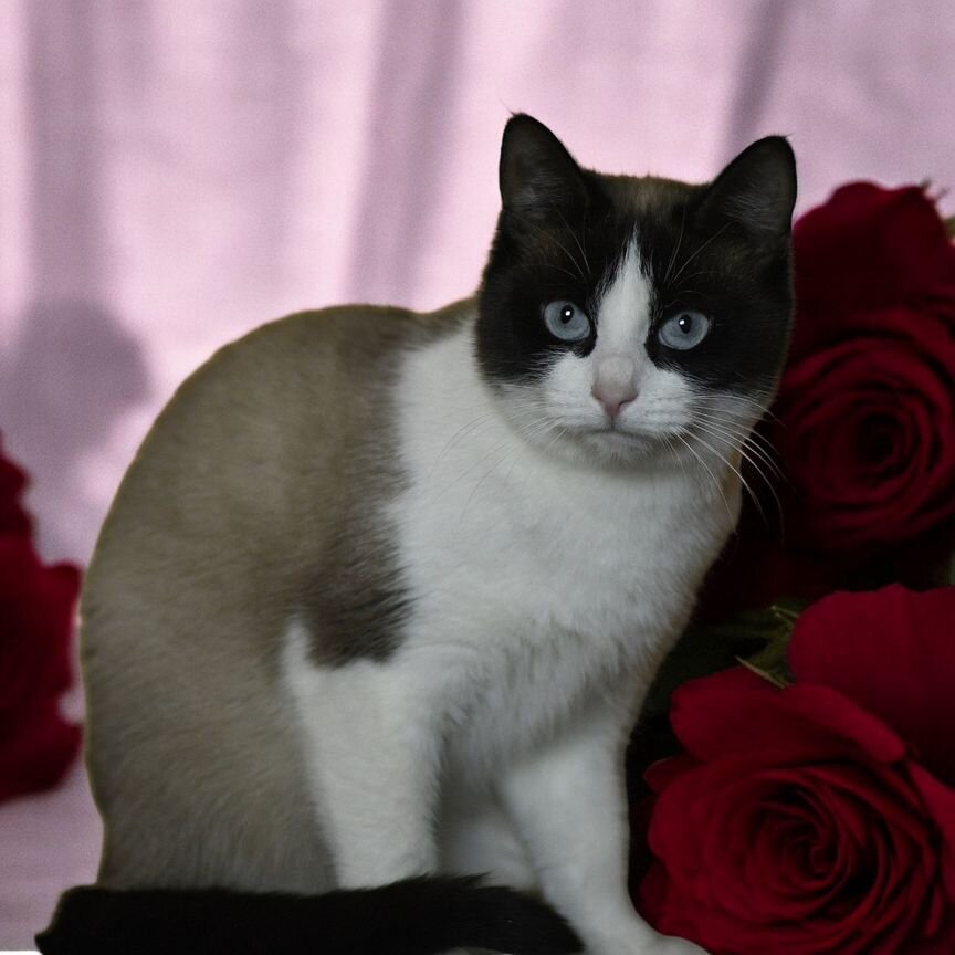 Кошка Маня ищет семью