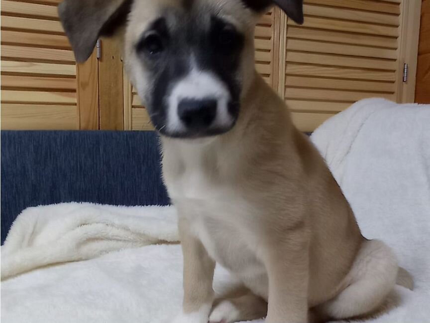 Щенок бесплатно