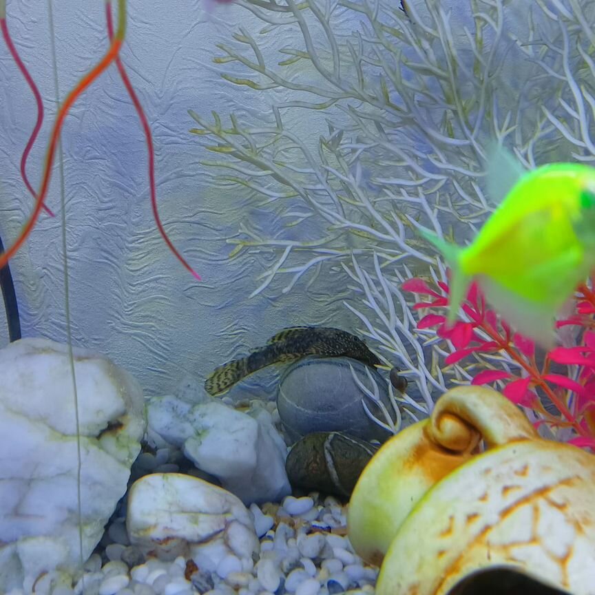 Сом анцитрус