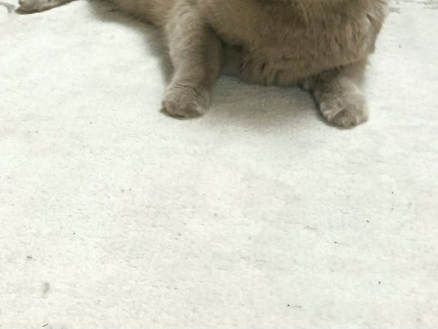Шотландская прямоухая кошка