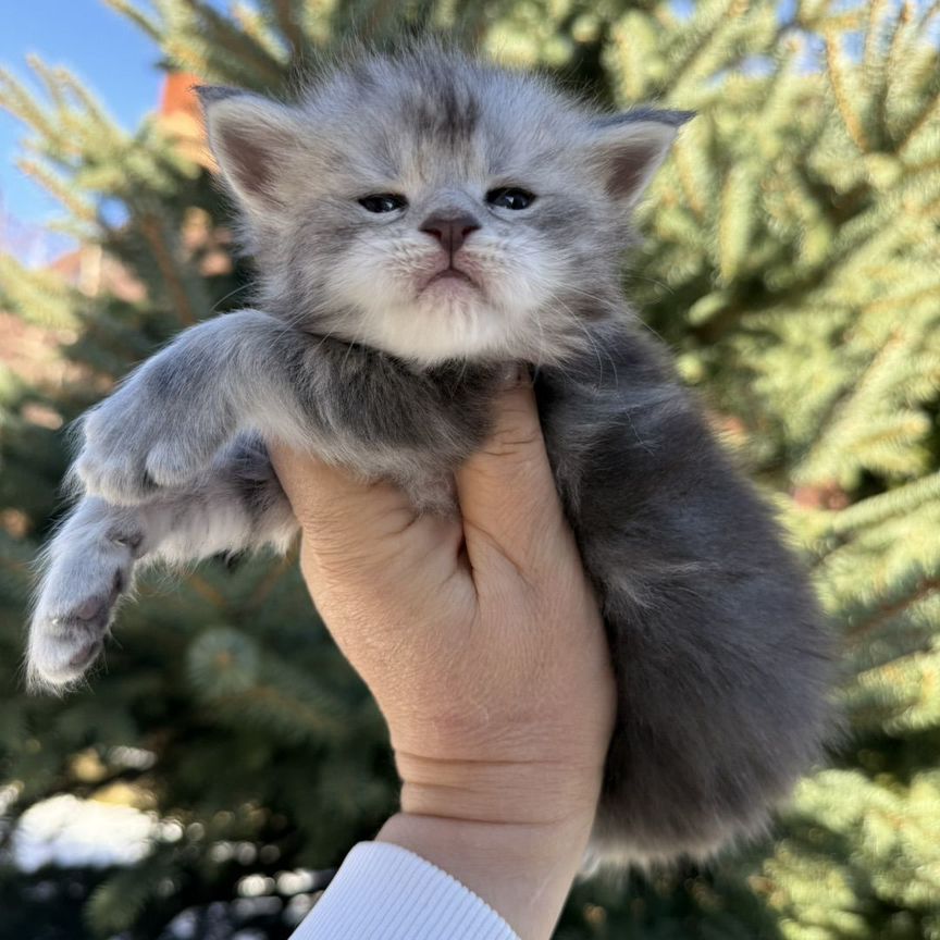 Котята мейн-кун