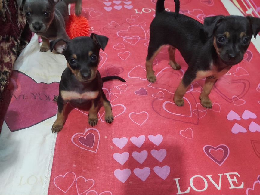 Карликовый пинчер щенки