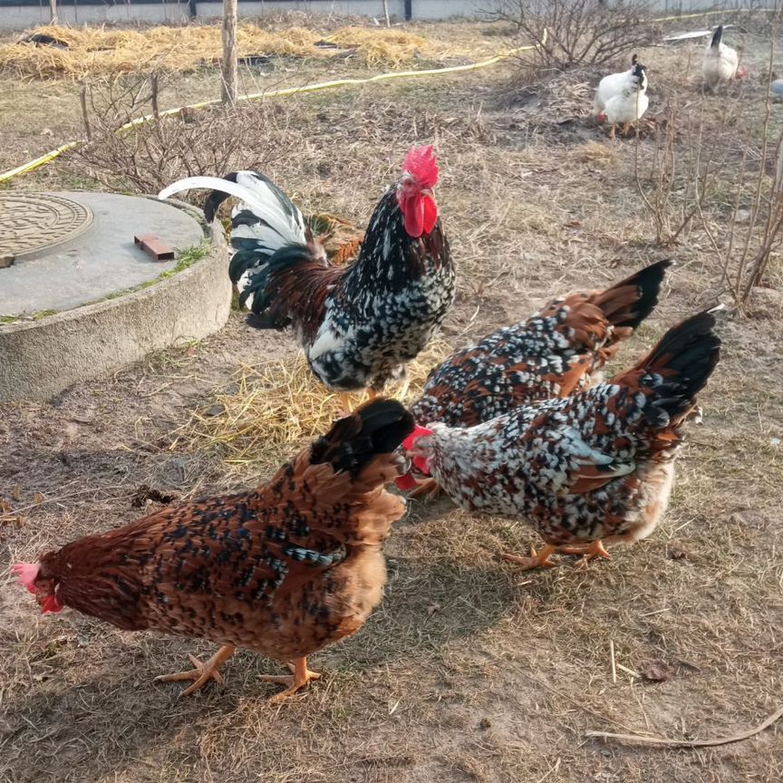 Инкубационное яйцо