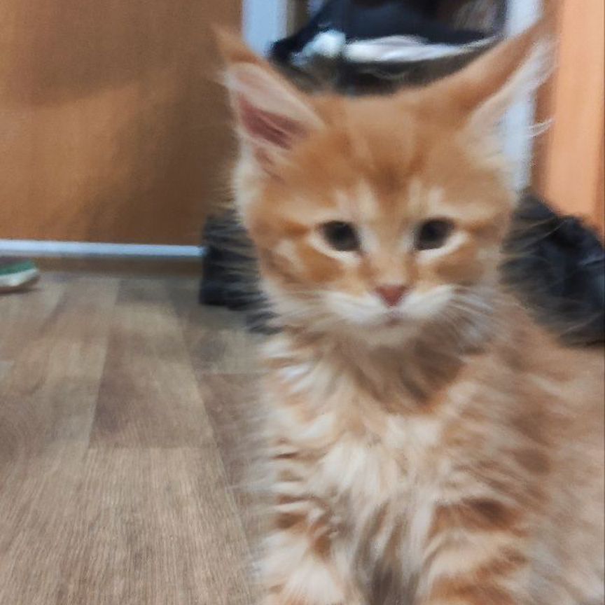 Котенок мейнкун