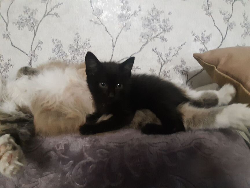 Кошка в дар бесплатно