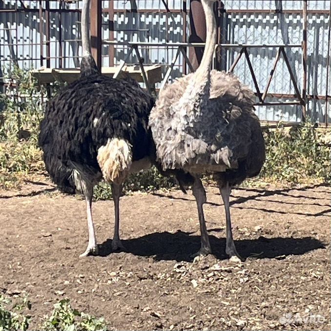 Страусы