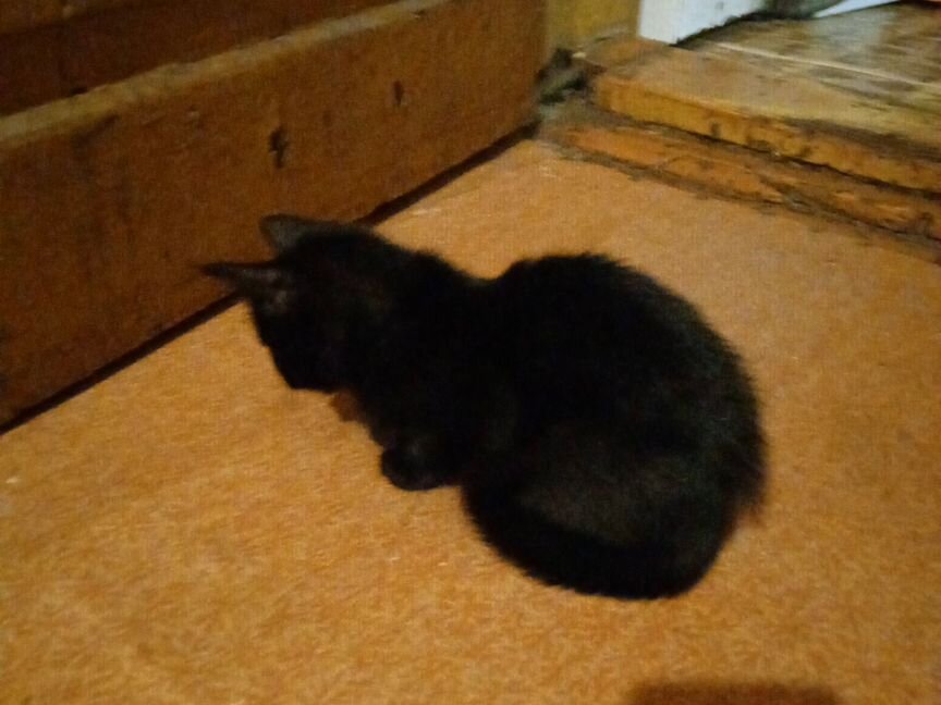 Котенок крысолов