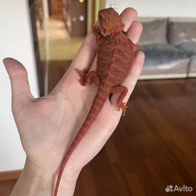 Бородатая агама