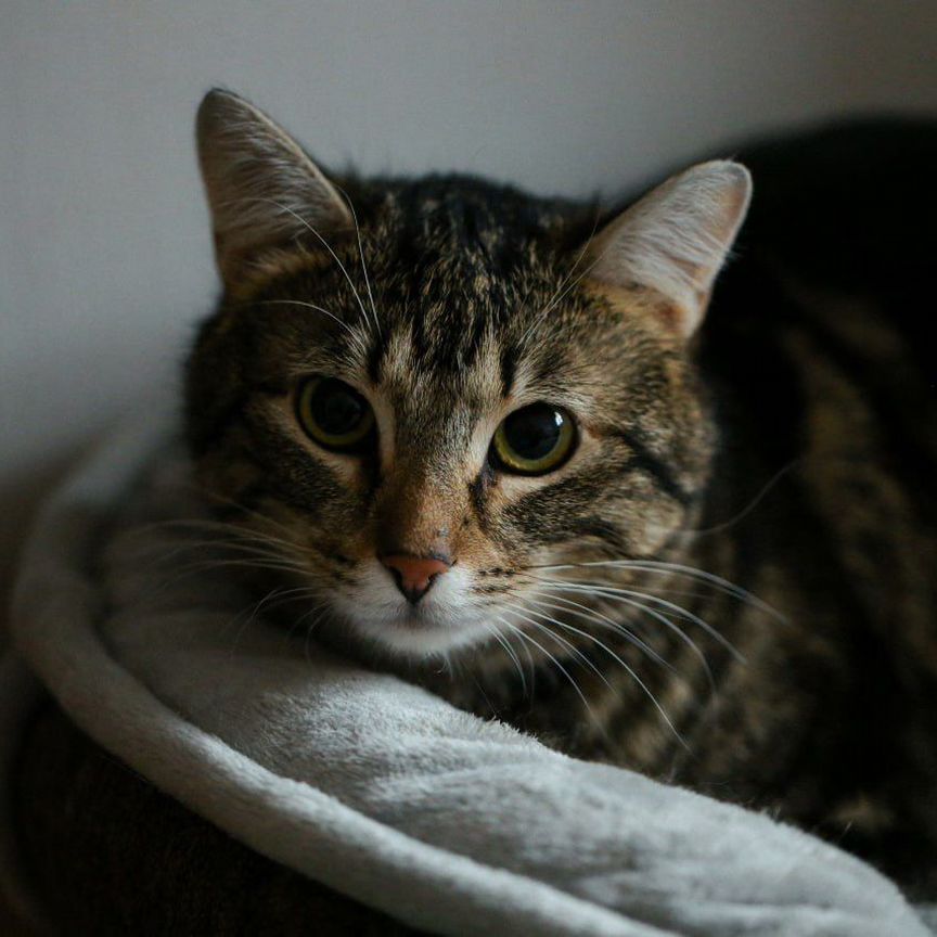 Красивый котик