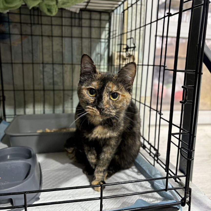 Кошечка Виола