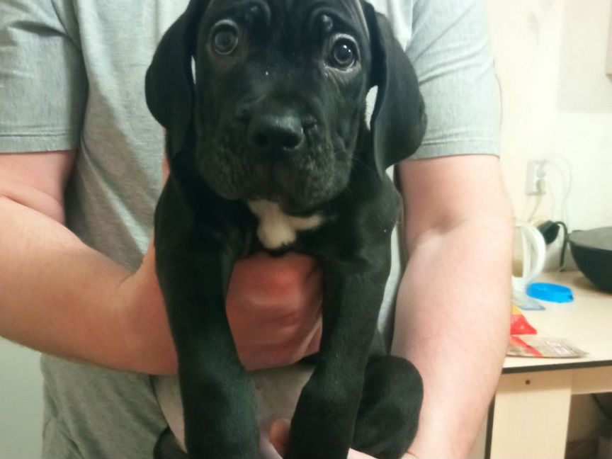 Щенки кане Корсо