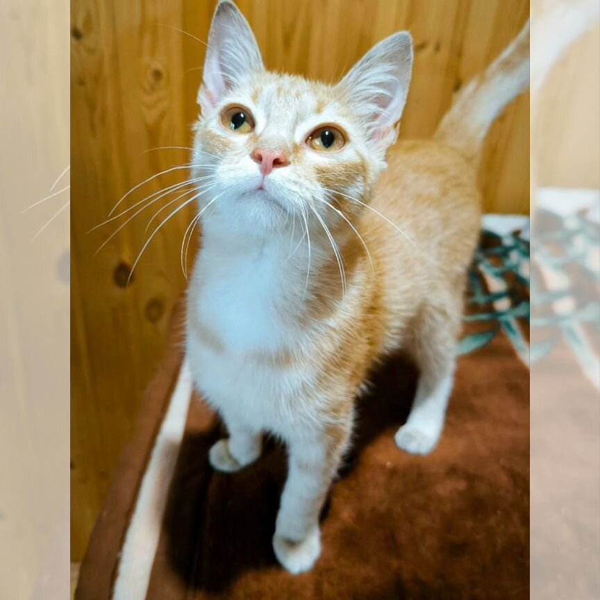 Бело рыжий котенок