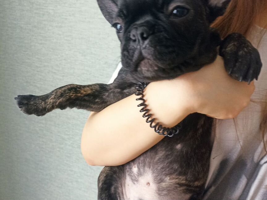 Французский бульдог