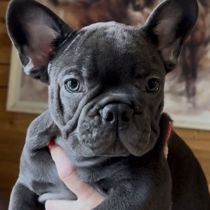Французский бульдог, щенок