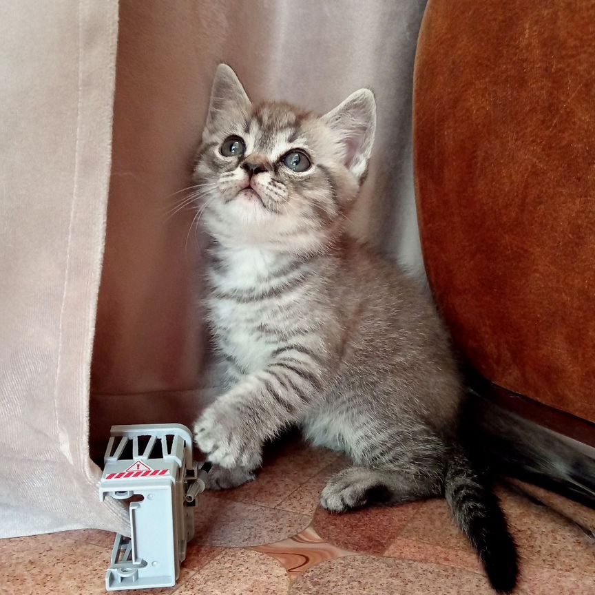 Малыши котята