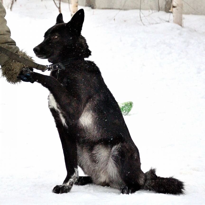 Собака в добрые руки