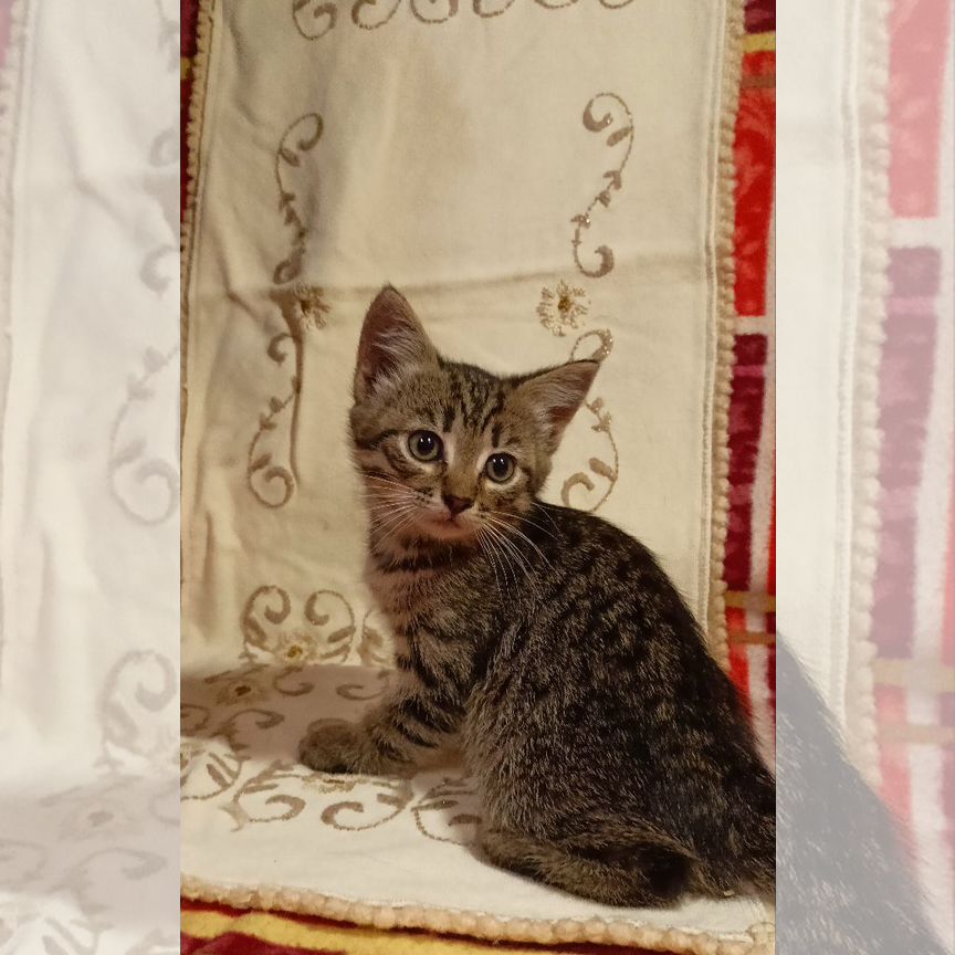 Котенок полосатик