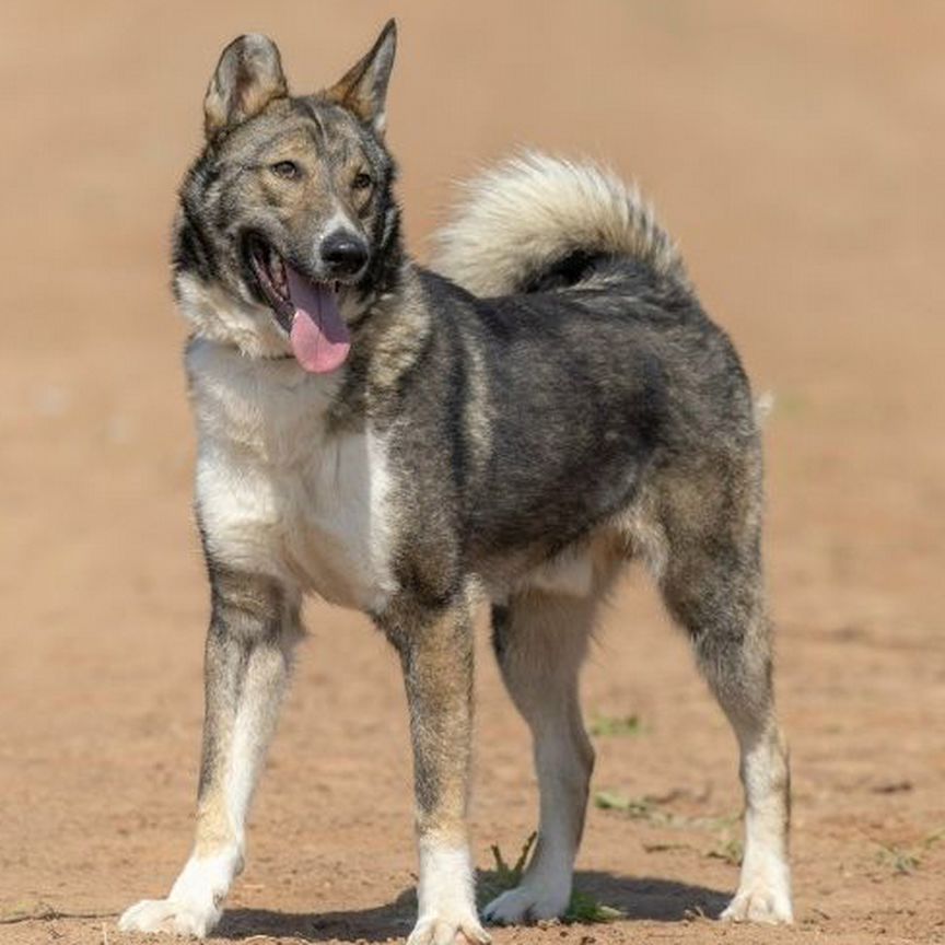 Взрослая собака в добрые руки