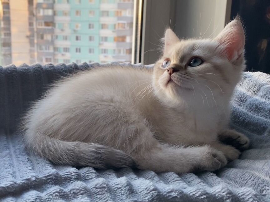 Шотландские котятки клубные