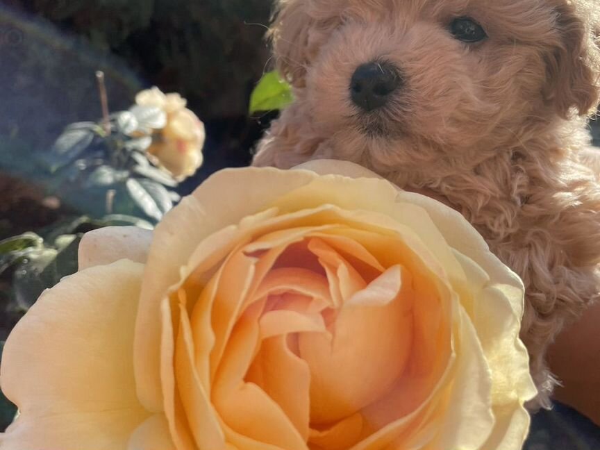 Бишпу,Пушон девочка