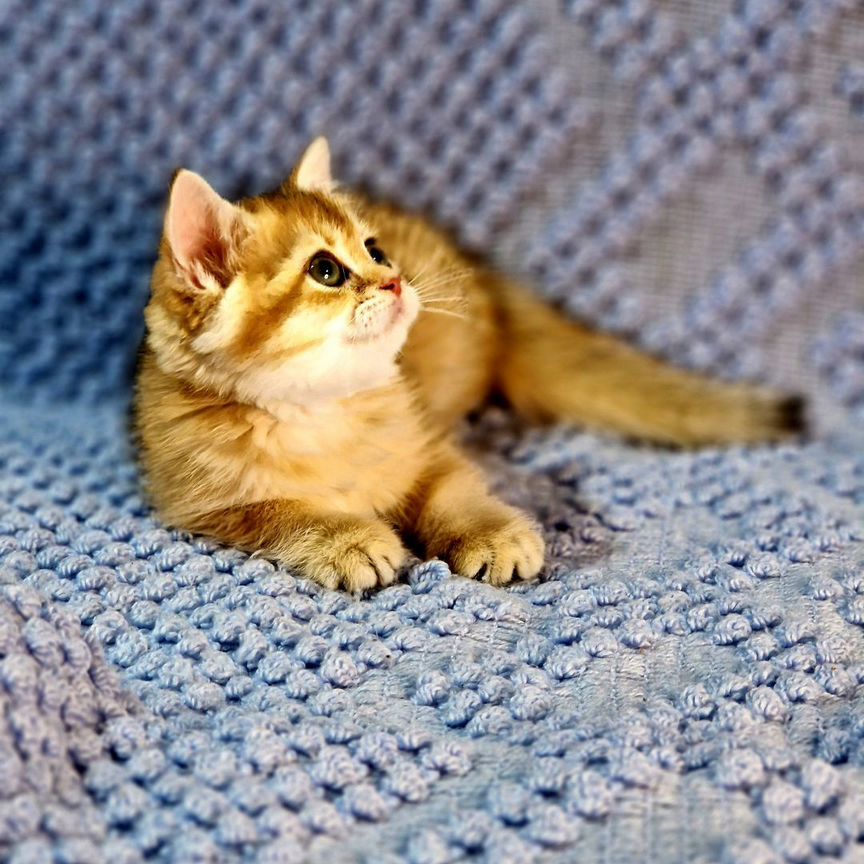 Золотые британские котята