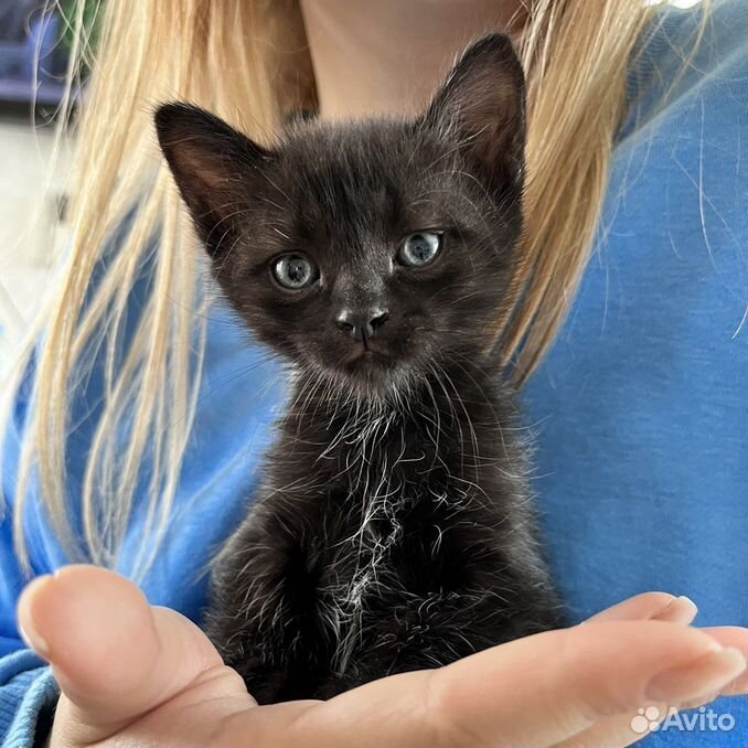 Черный котенок "Нюша"