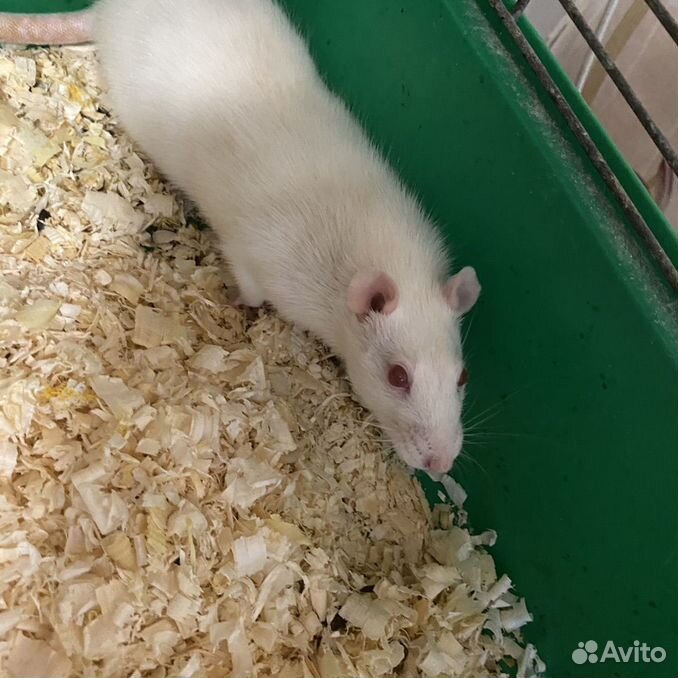 Крыса альбинос